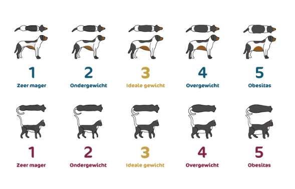 Body Condition Score kaarten voor hond en kat
